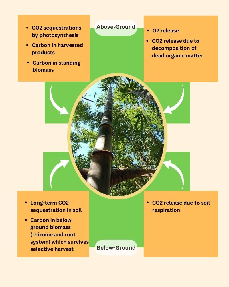Fighting Climate Change - Bamboo Agro Forestry