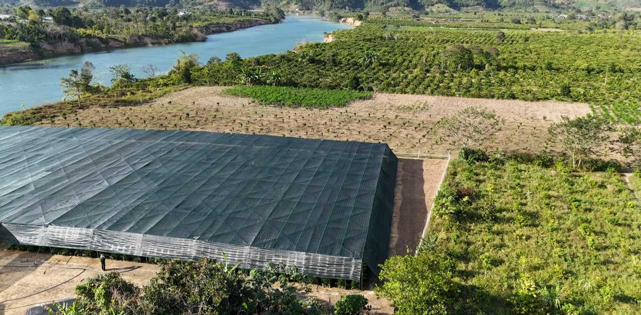 Bamboo Agro Forestry